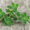 Eden Brothers Oregano Seeds - Greek - Walmart.com