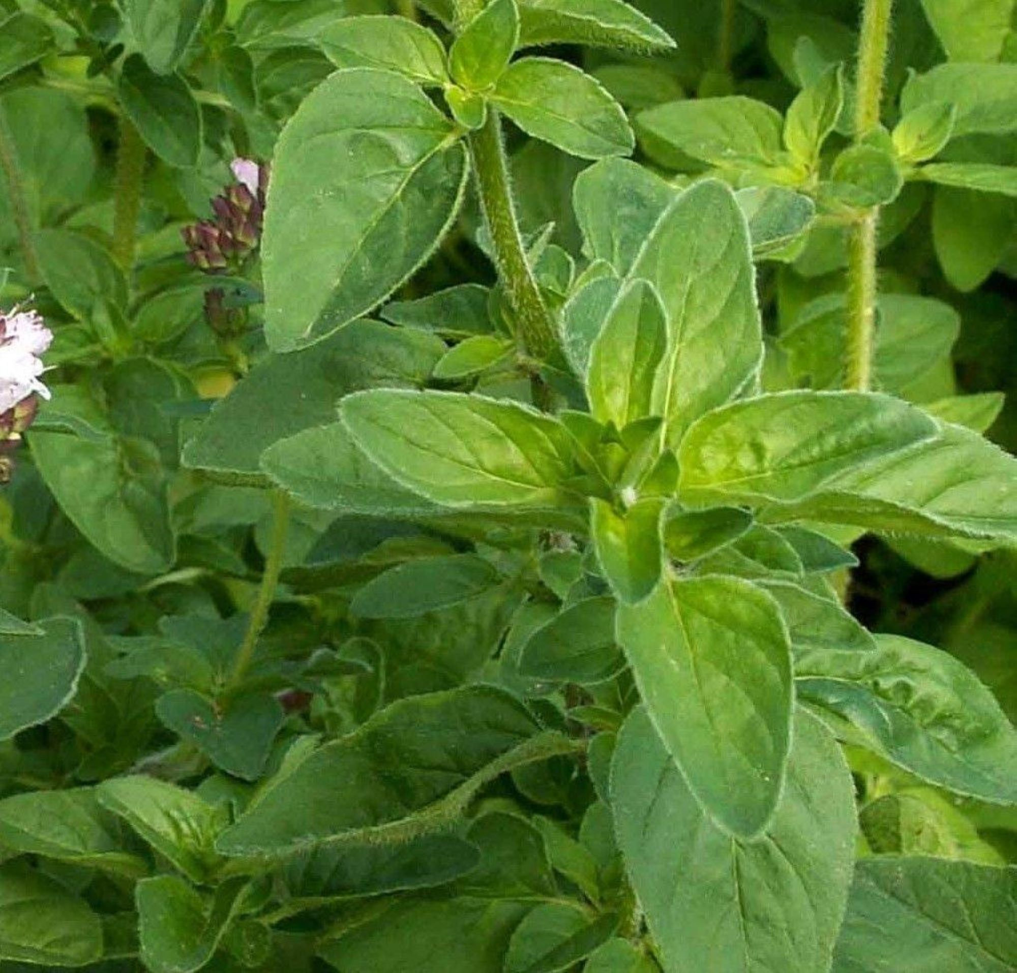 Oregano Vulgare Herb Seeds/ Perennial/ Full Sun/ 450K Seeds 1 oz ...