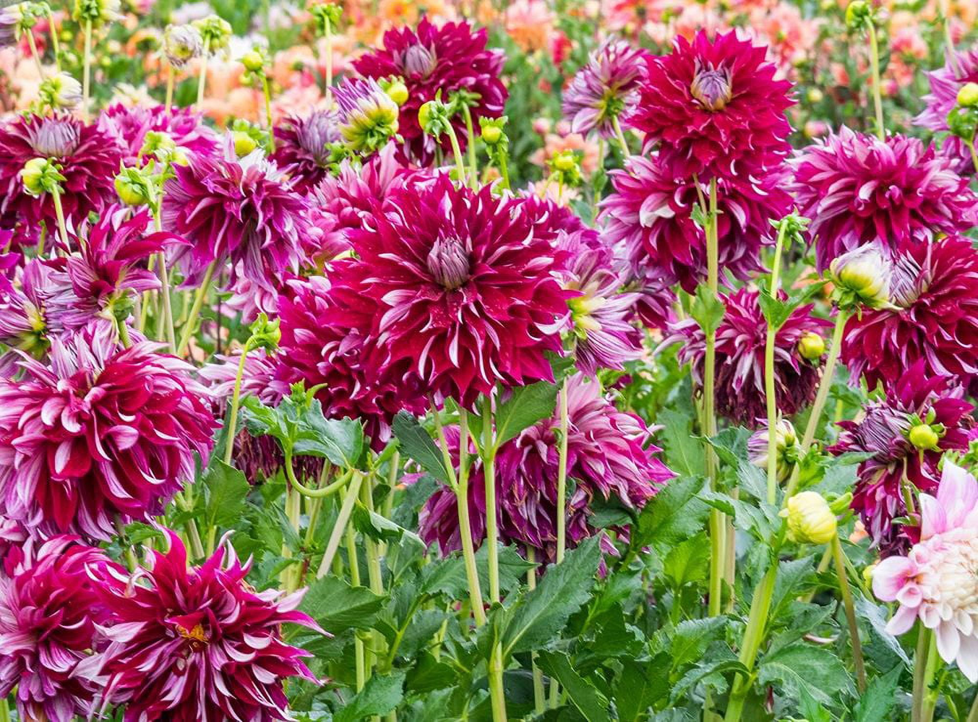 Oregon-Canby-Swam Island Dahlias-Dahlia flower garden in full color by ...