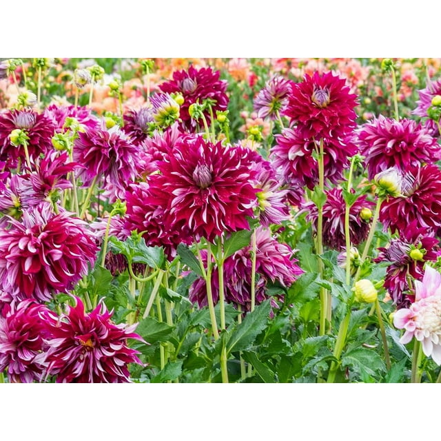 Oregon-Canby-Swam Island Dahlias-Dahlia flower garden in full color by ...