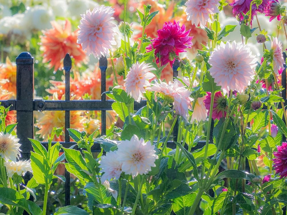 Oregon-Canby-Swam Island Dahlias-Dahlia flower garden in full color by Sylvia Gulin (36 x 24 ...