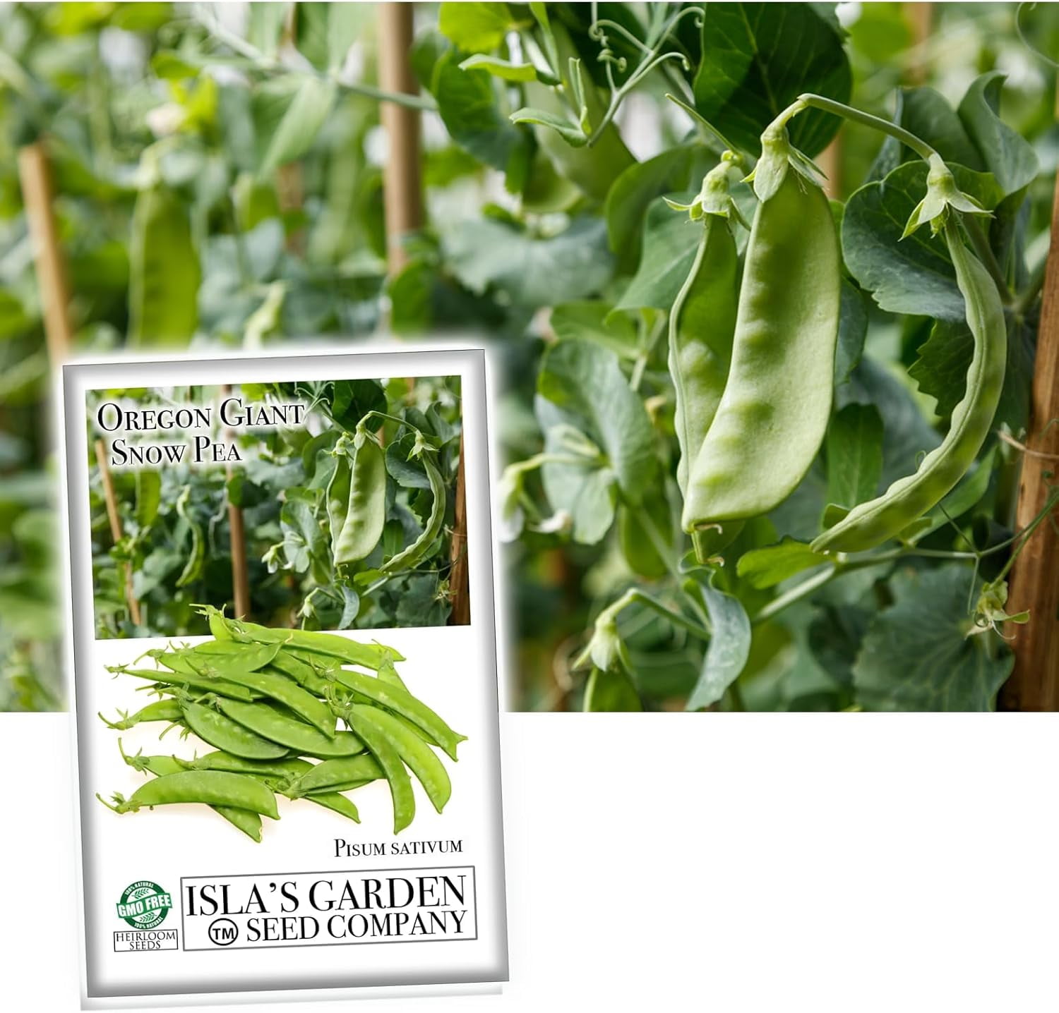 Oregon Giant Snow Pea Seeds - 25+ Heirloom Non-GMO Seeds - Pisum ...