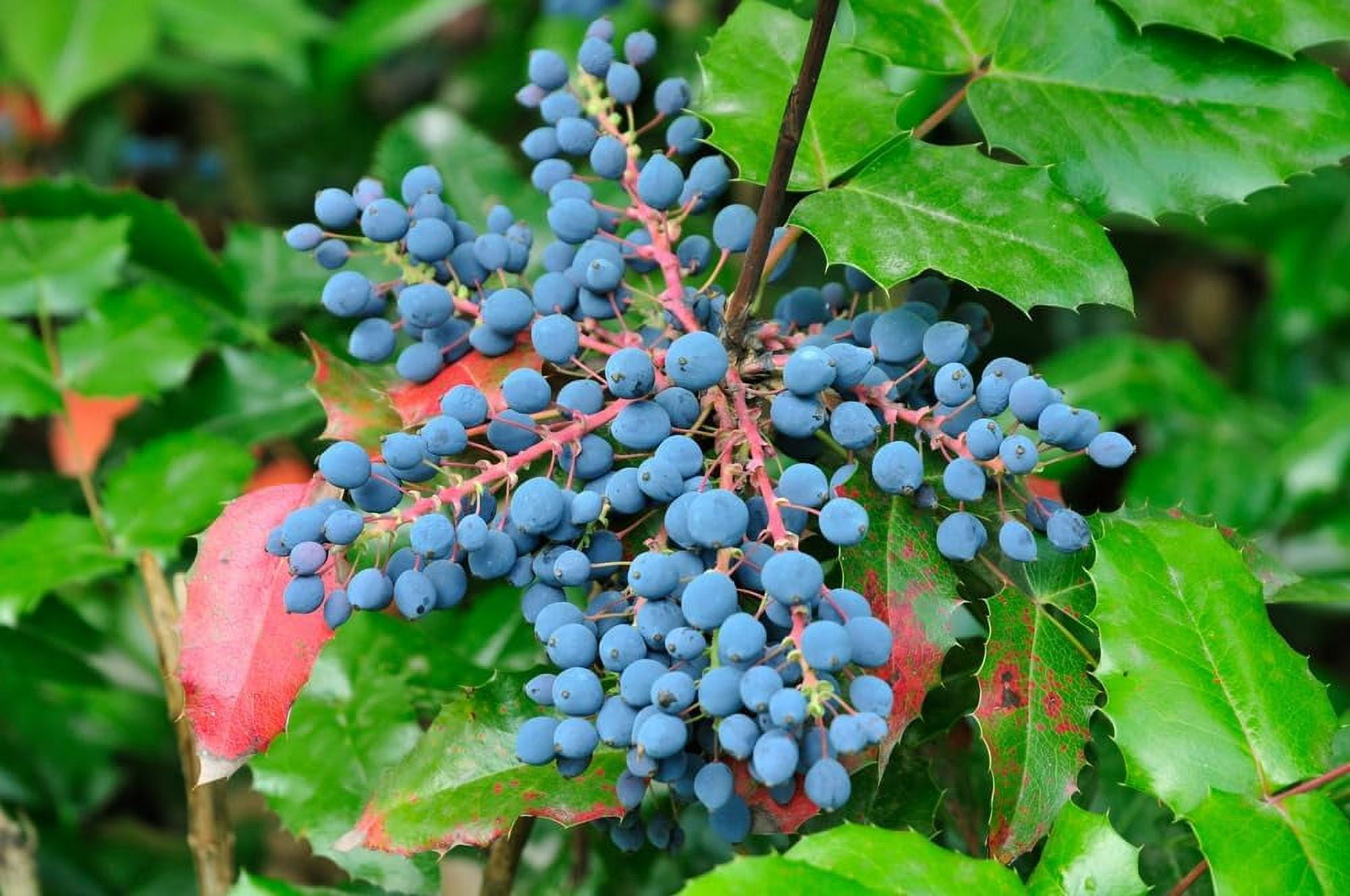 Oregon Grape Bush Seedlings for Planting - Mahonia aquifolium (1 ...