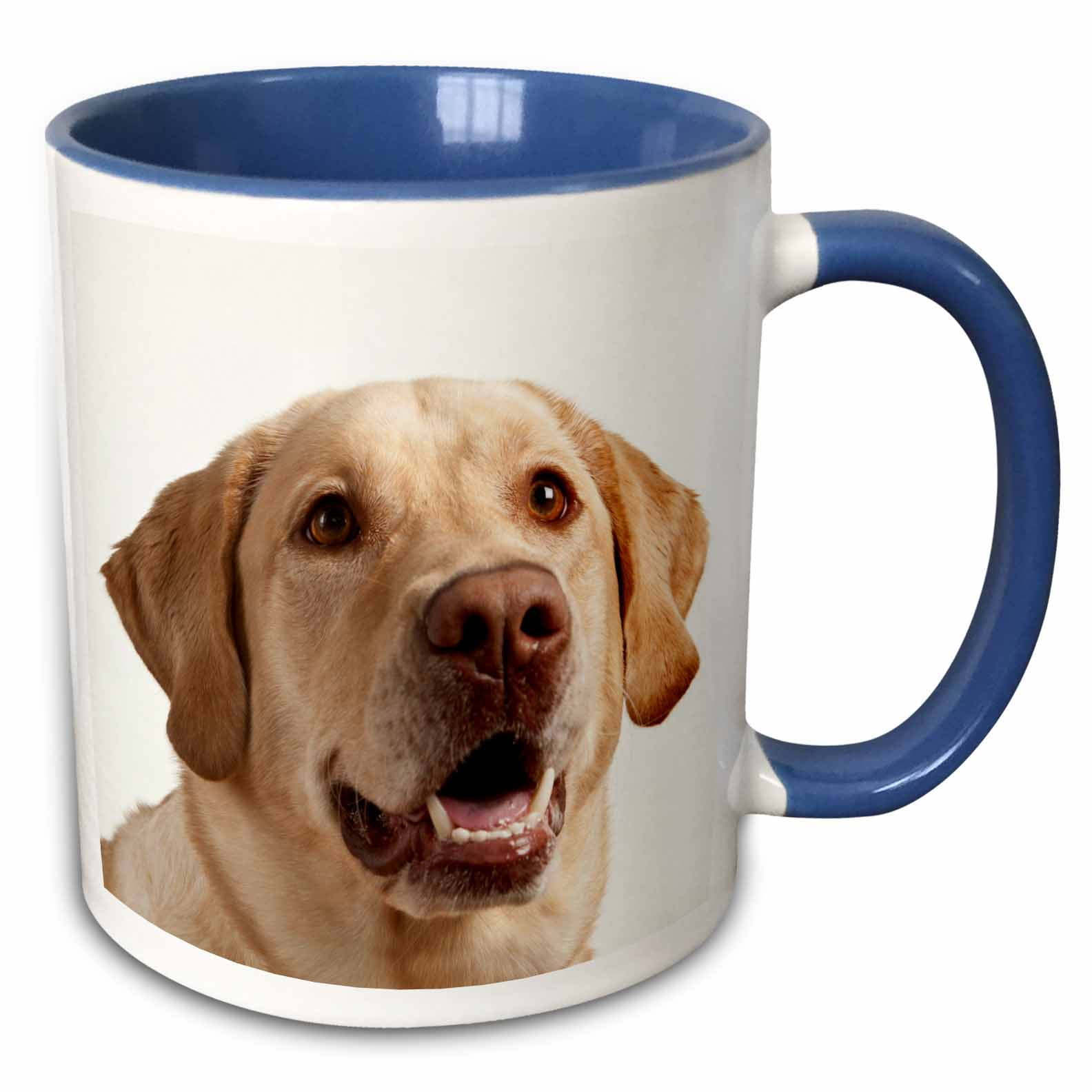 3drose, Oregon, Keizer, Labrador Retriever Dog - Us38 Rbr0160 - Rick A ...