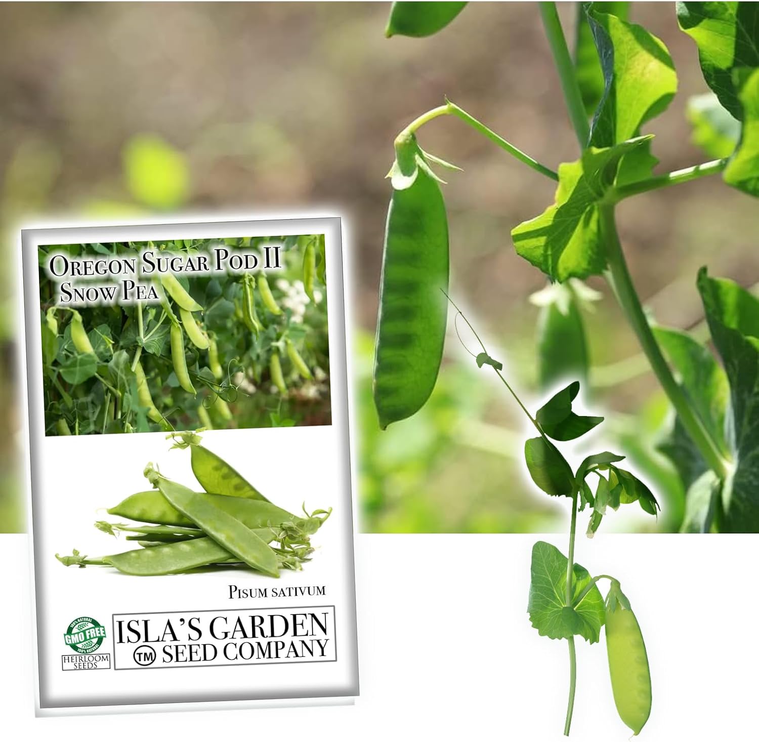 Oregon Sugar Pod II Snow Pea Seeds - 50+ Non-GMO Heirloom Seeds, Pisum ...