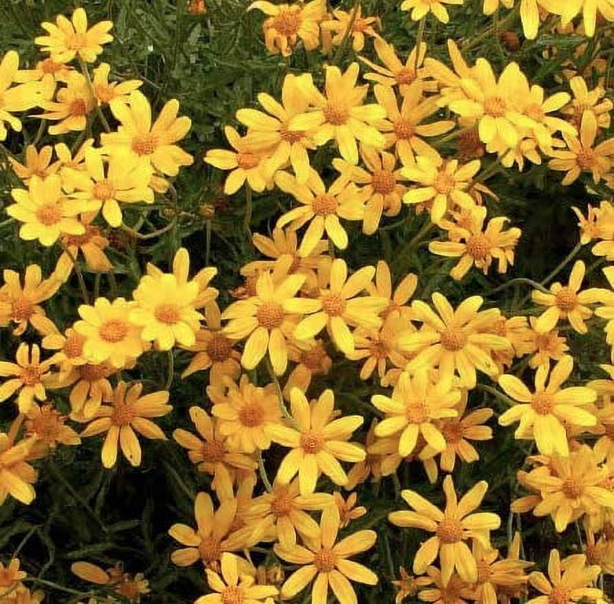 Oregon Sunshine Perennial Flower Seeds, 300+ Seeds Per Packet Non GMO ...