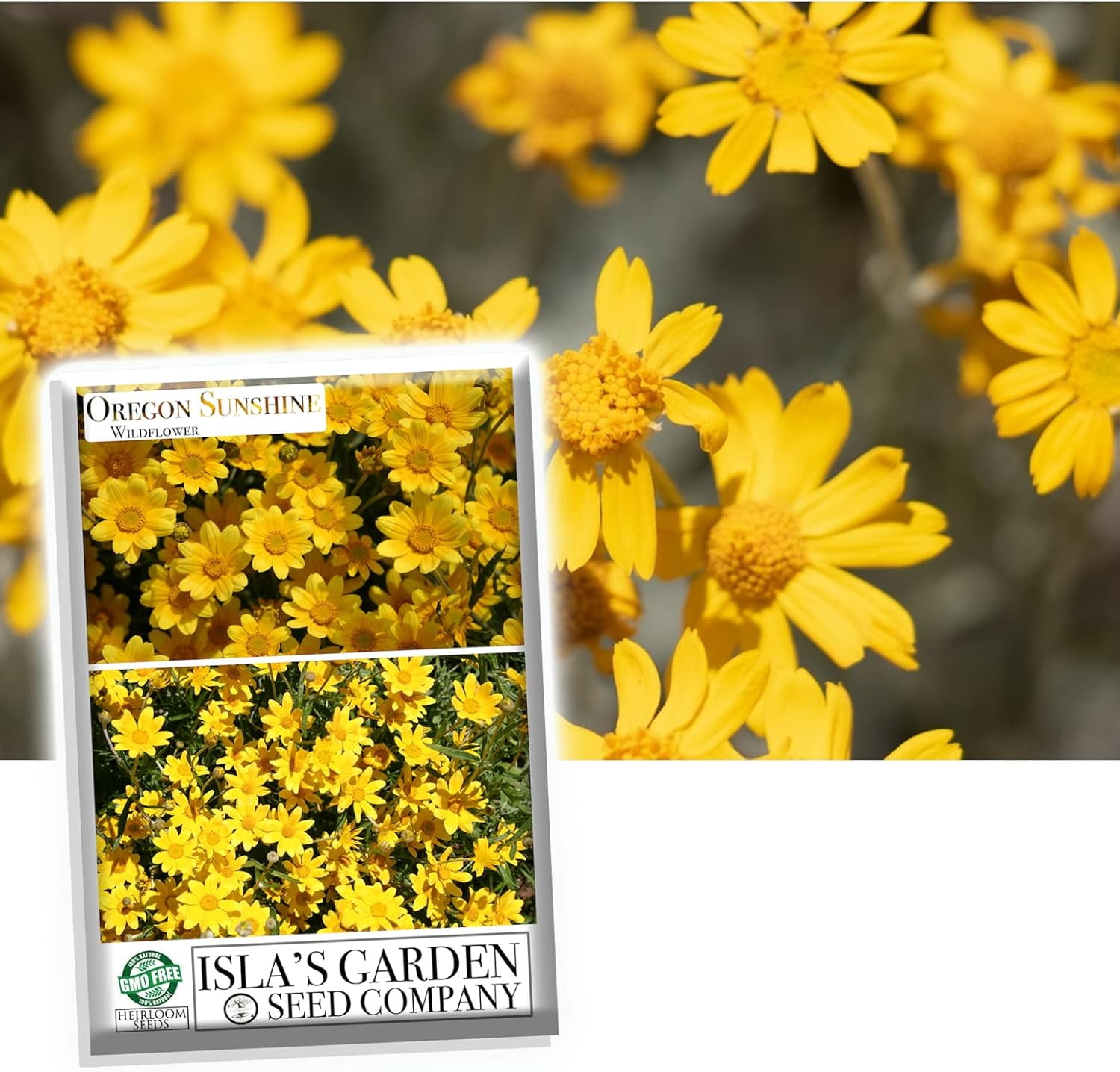 Oregon Sunshine Perennial Flower Seeds, 300+ Seeds Per Packet Non GMO ...