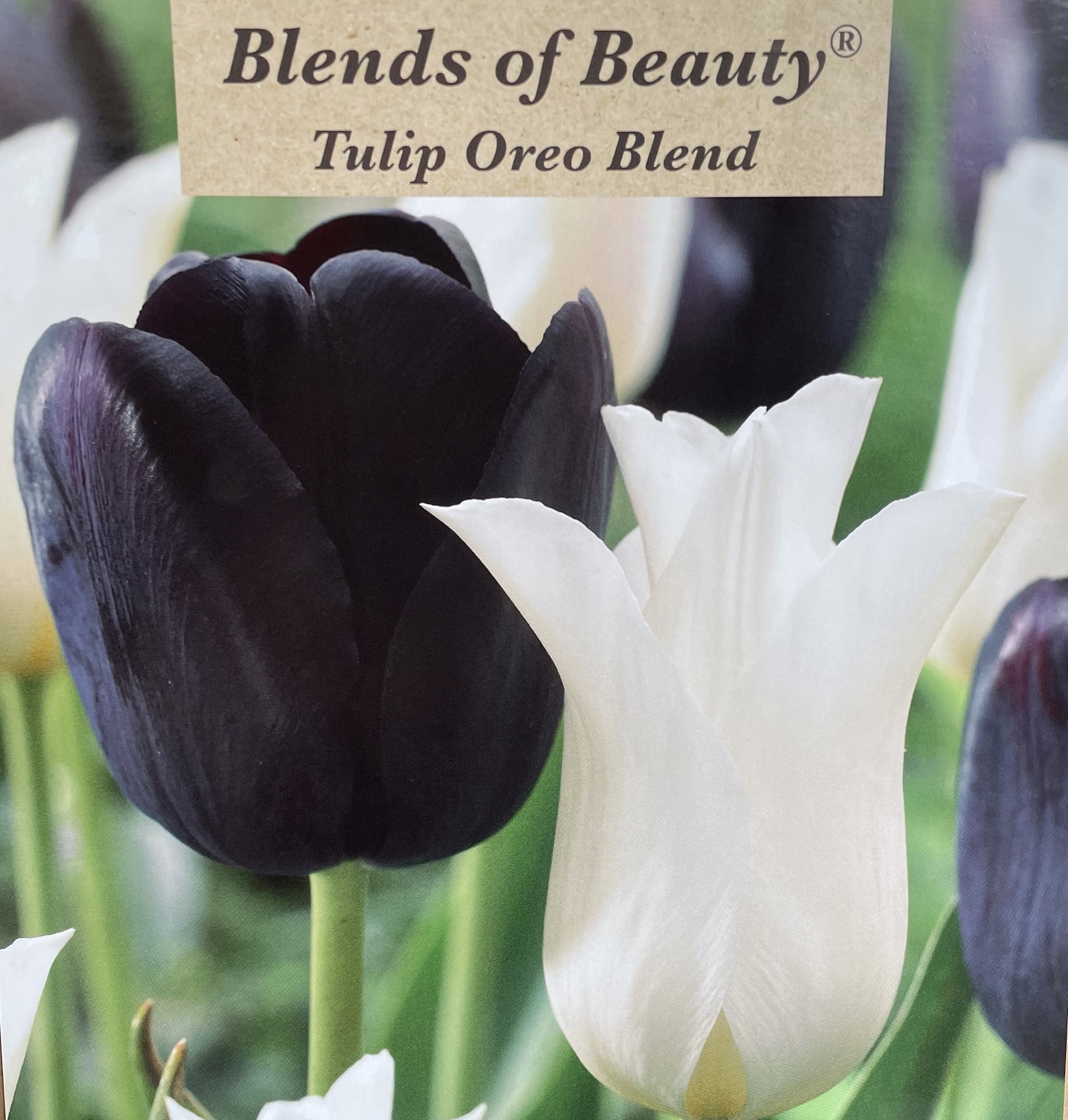 Oreo Blend Tulip Mix 15 Bulbs - Black/White - 12/+ cm Bulbs - NEW ...