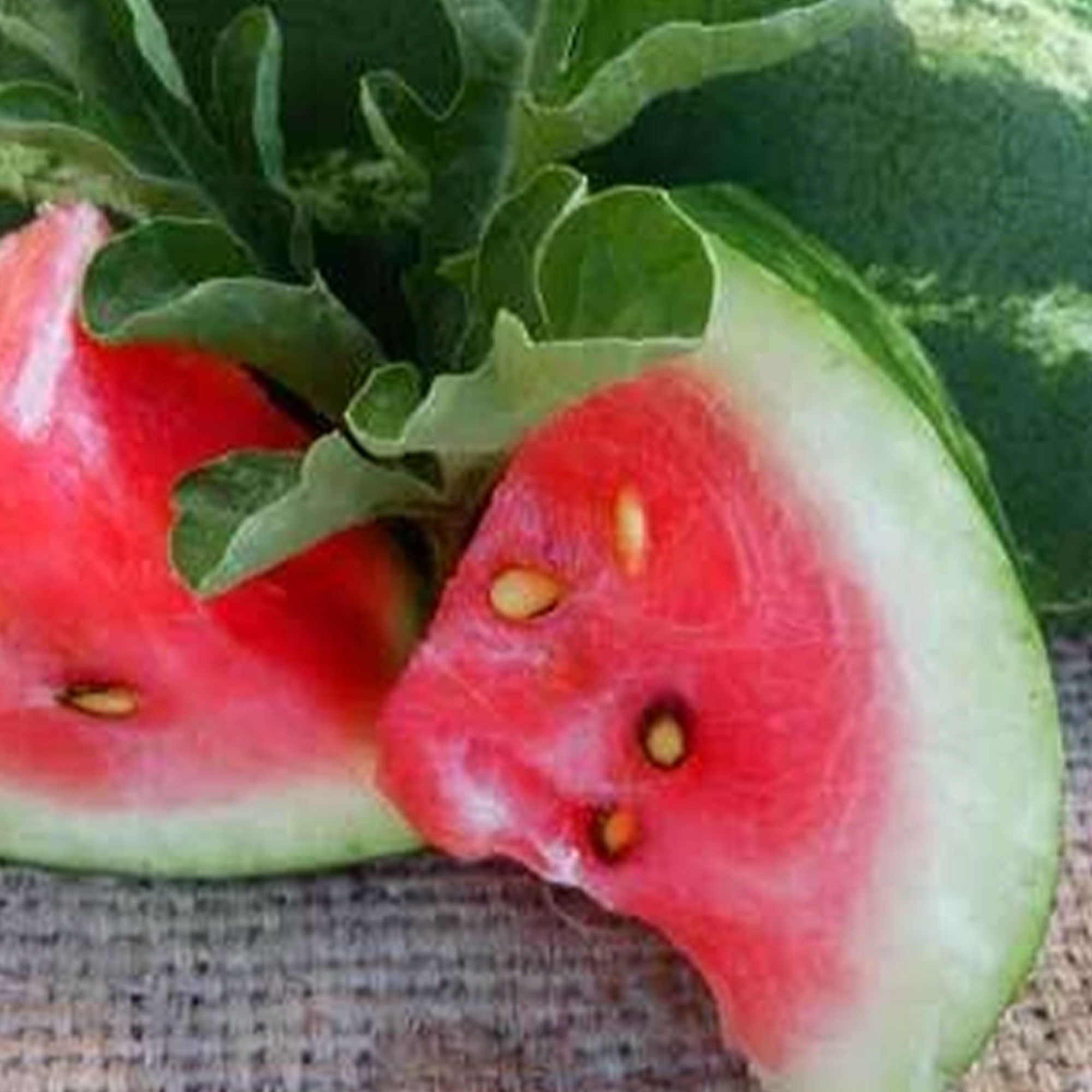 Organic Allsweet Watermelon Seeds 2 g ~25 Seeds - Heirloom, Organic ...