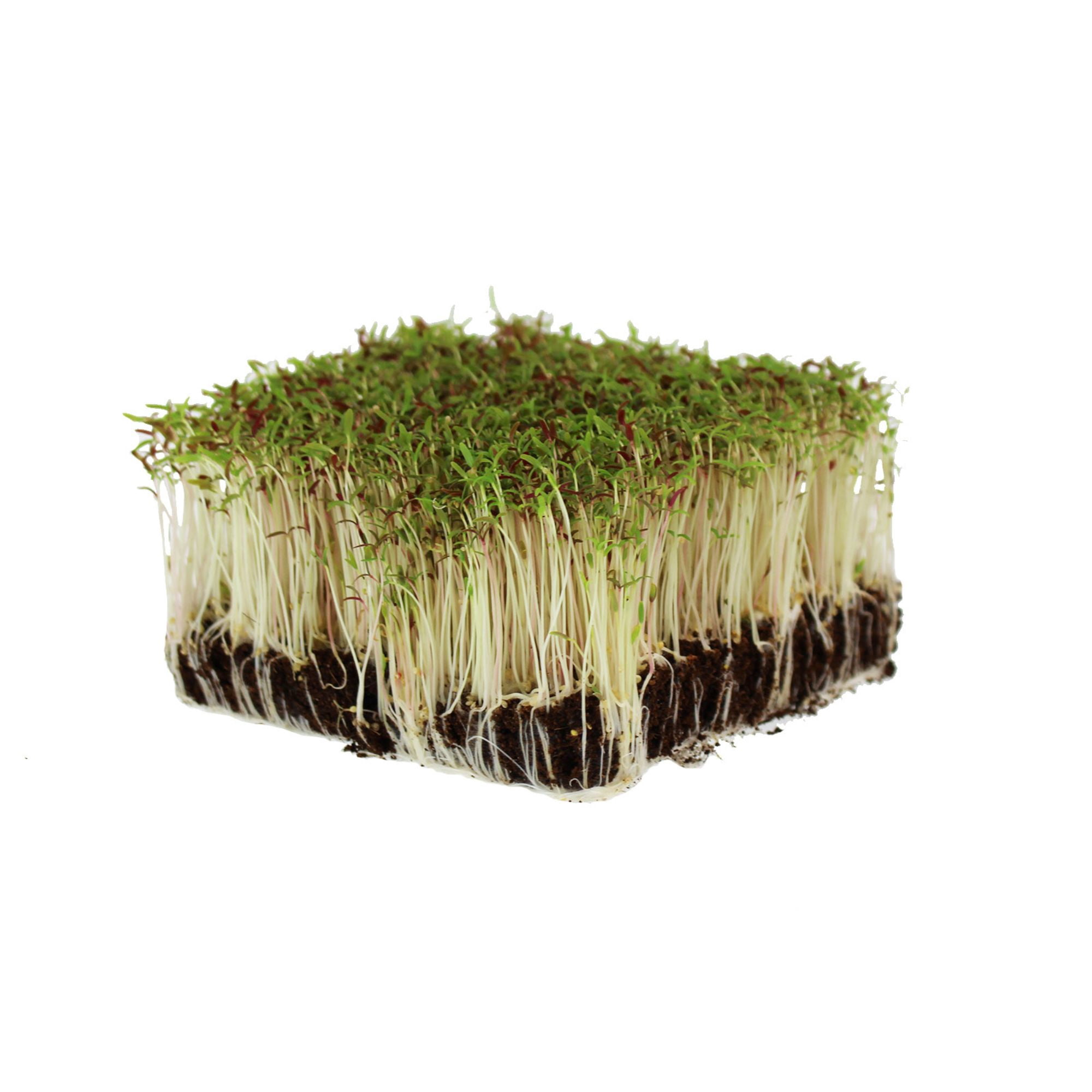 Organic Amaranth Microgreens 5 Lb ~3,750,000 Seeds – Certified Organic ...