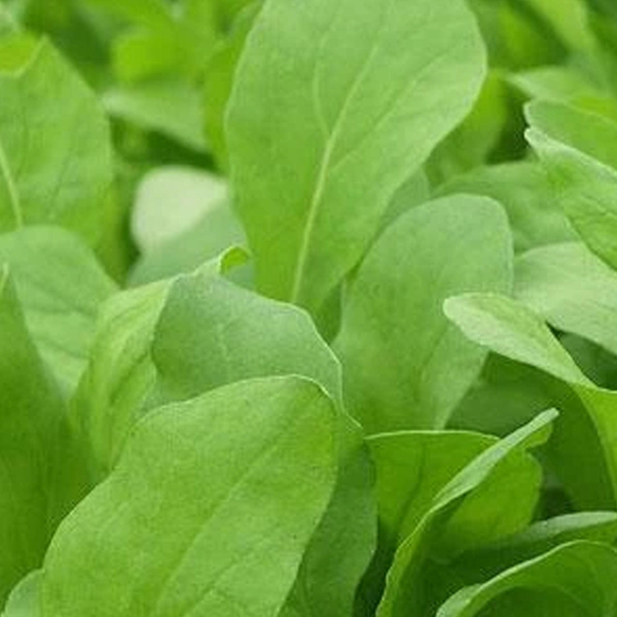 Organic Arugula, Roquette - 1 OZ ~25,000 Seeds - Organic, Non-GMO ...