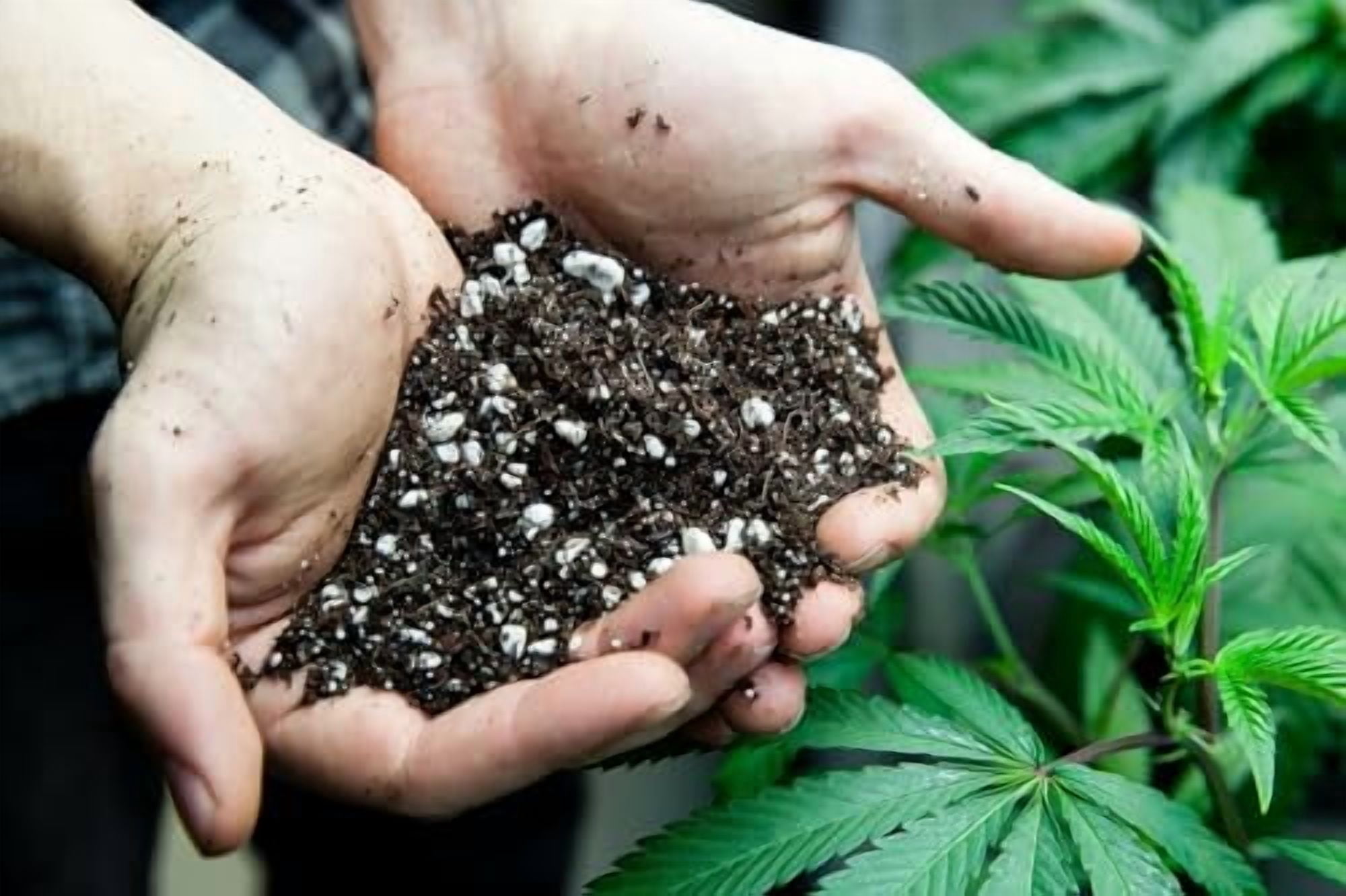 Organic Autoflower Plants Potting Soil Mix - Perfect Balance of ...