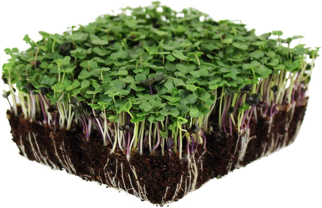 Organic Basic Salad Mix Microgreens Seeds - 1 Oz Resealable Bag - Use ...
