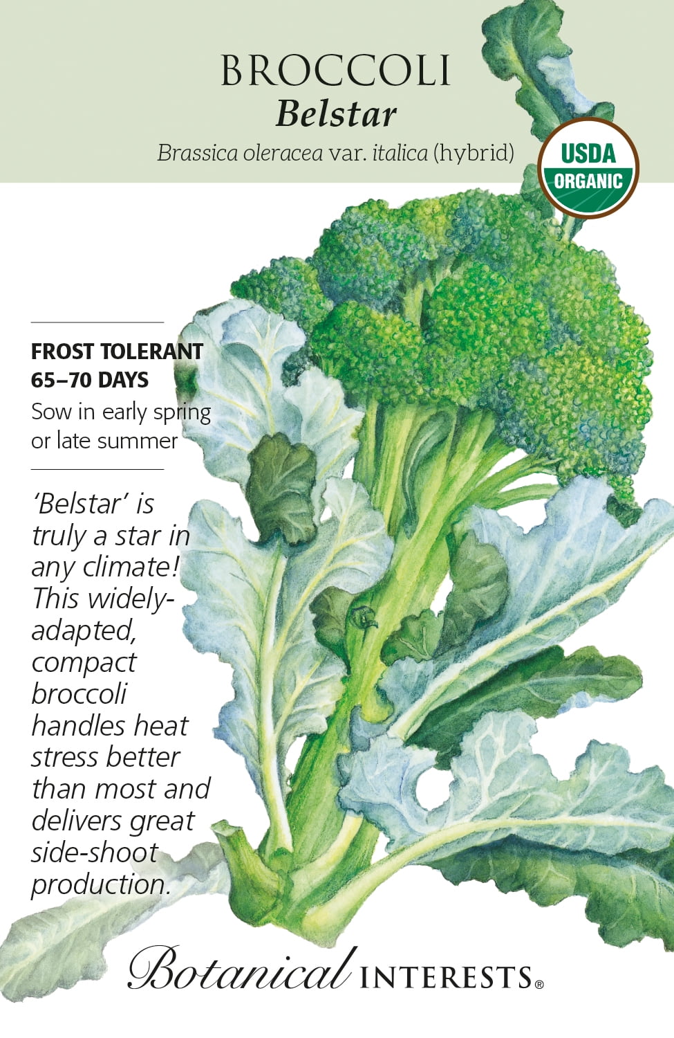 Organic Belstar Hybrid Broccoli Seeds - 25 Seeds - Walmart.com