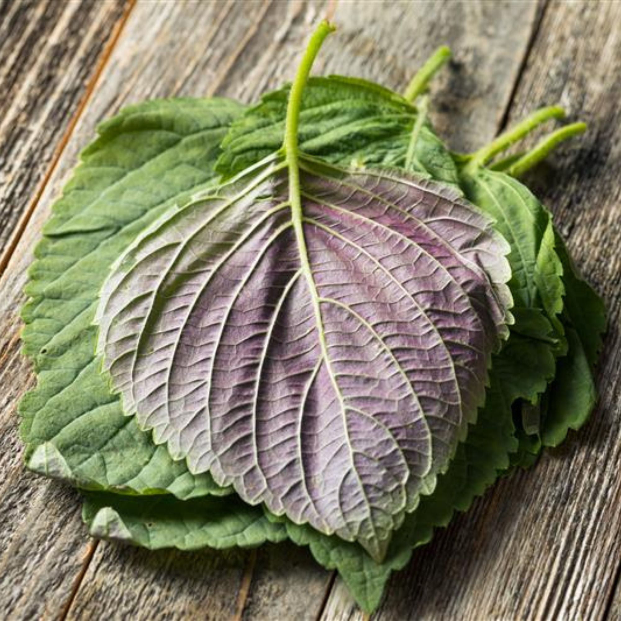 Organic Bicolor Shiso 2 Gram ~770 Seeds – Perilla frutescens – Non-GMO ...