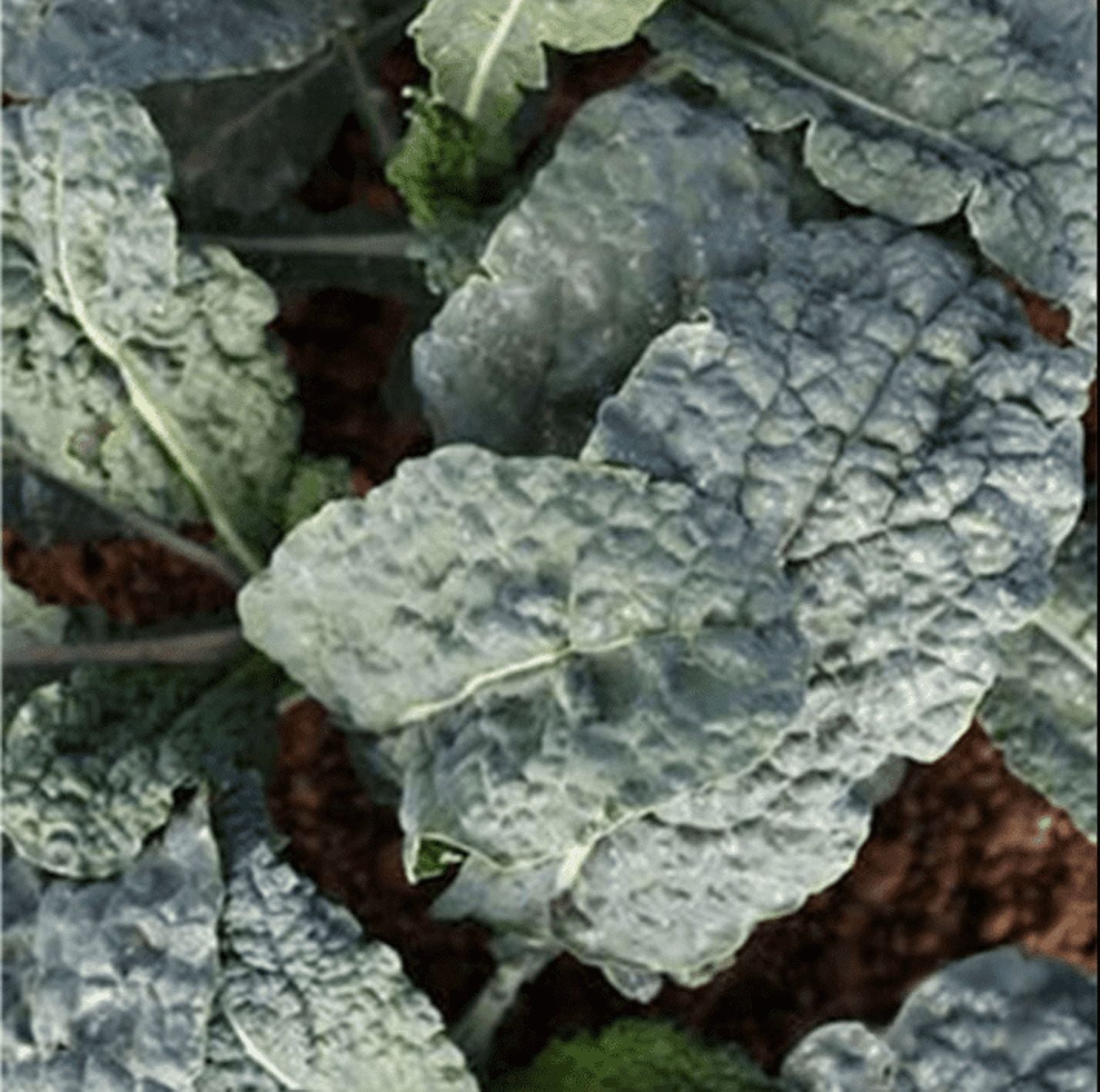 Organic Black Magic Kale 5 Lb ~1,000,000 Seeds – Non-GMO, Heirloom ...