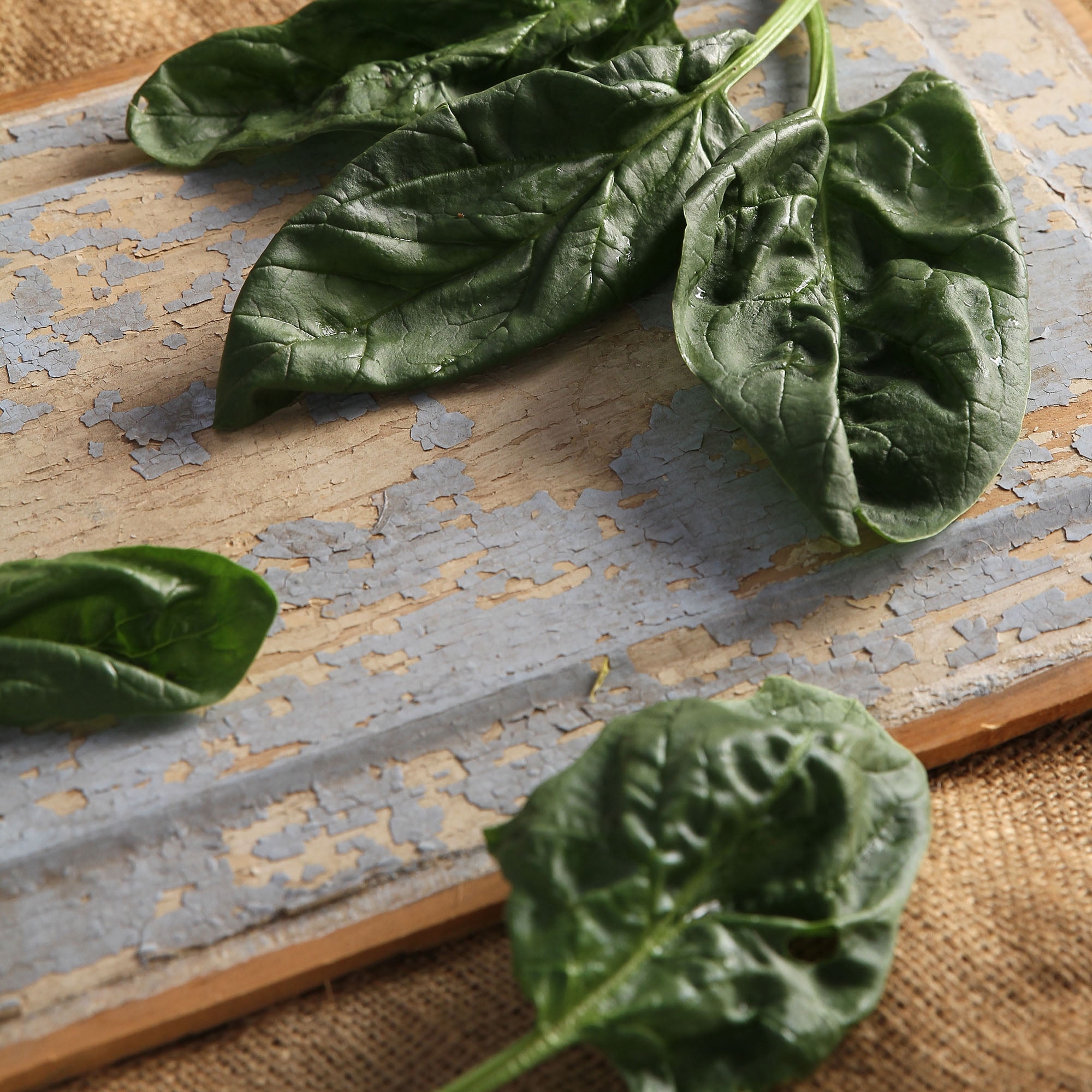 Organic Bloomsdale Long Standing Spinach - 1/4 LB ~8,400 Seeds - Non ...