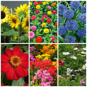 100 Statice Flower Seeds -Stunning Mixed Colors - Great for Cut Flowers ...