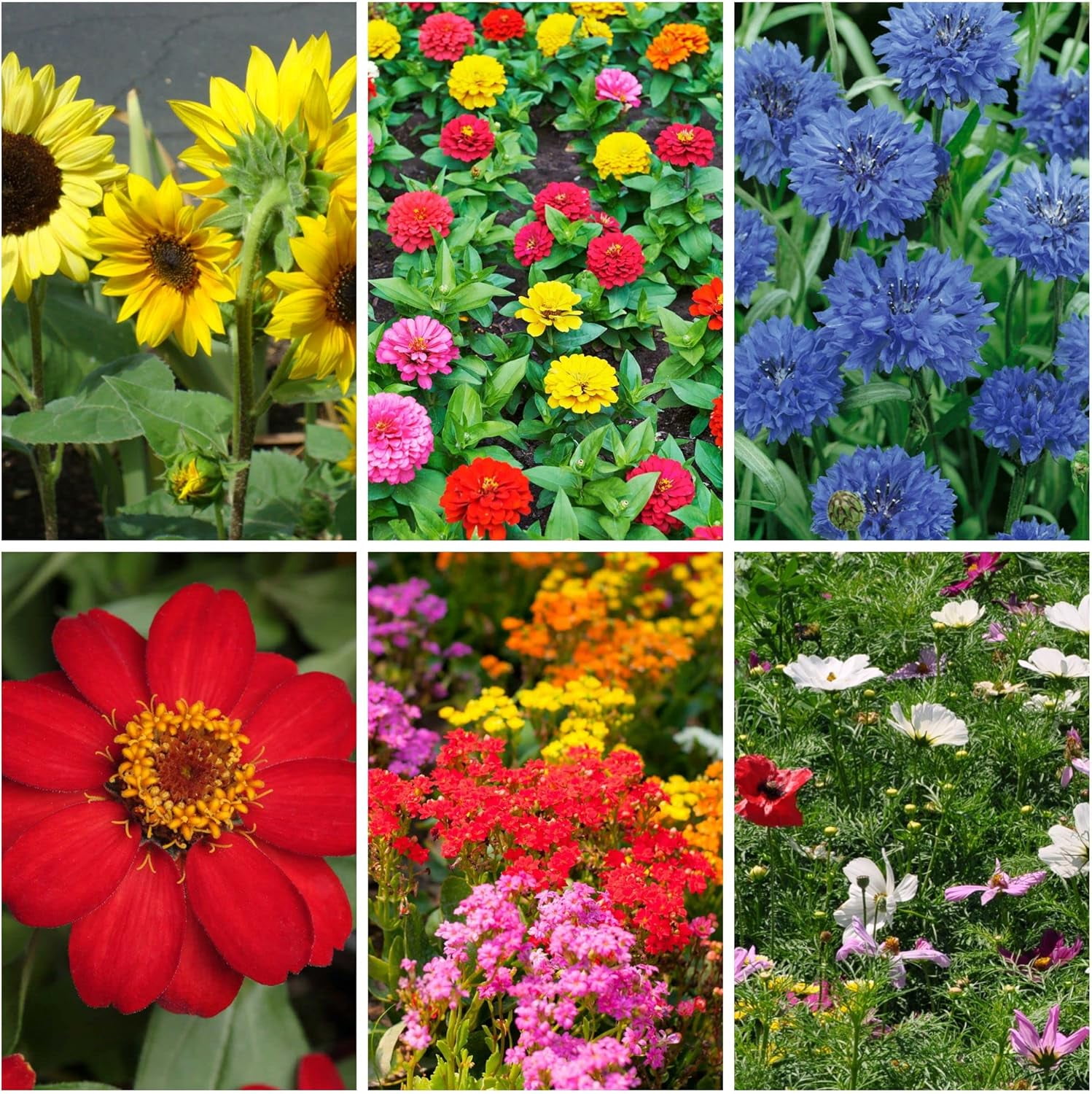 Organic Bouquet Cutting Flower Mix - 5 g Packet ~1,000+ Seeds - 6 ...