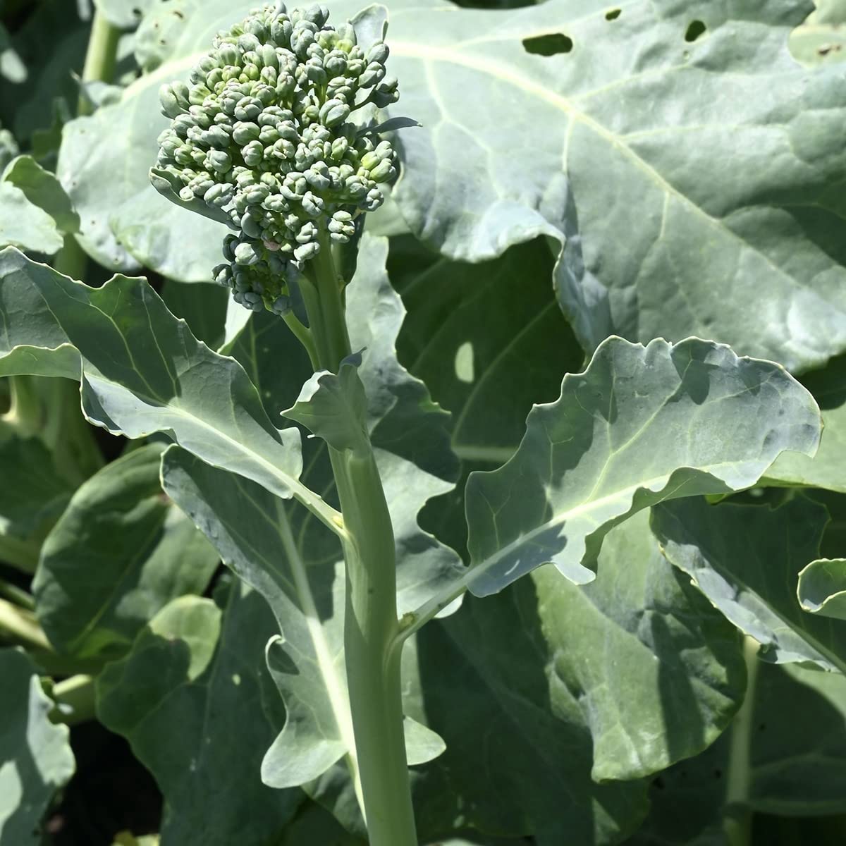 Organic Broccoli Raab FEV6 Seeds (Spring Rapini) - Approx 750 Seeds ...