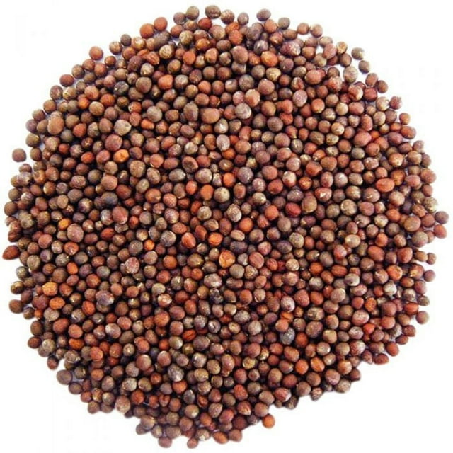 Organic Broccoli Sprouting Seeds, 25 Pounds — Non GMO, Kosher ...