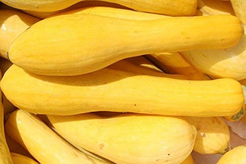 Organic Bulk Early PresNok Prolific Straightneck Yellow Squash Seeds (1 ...