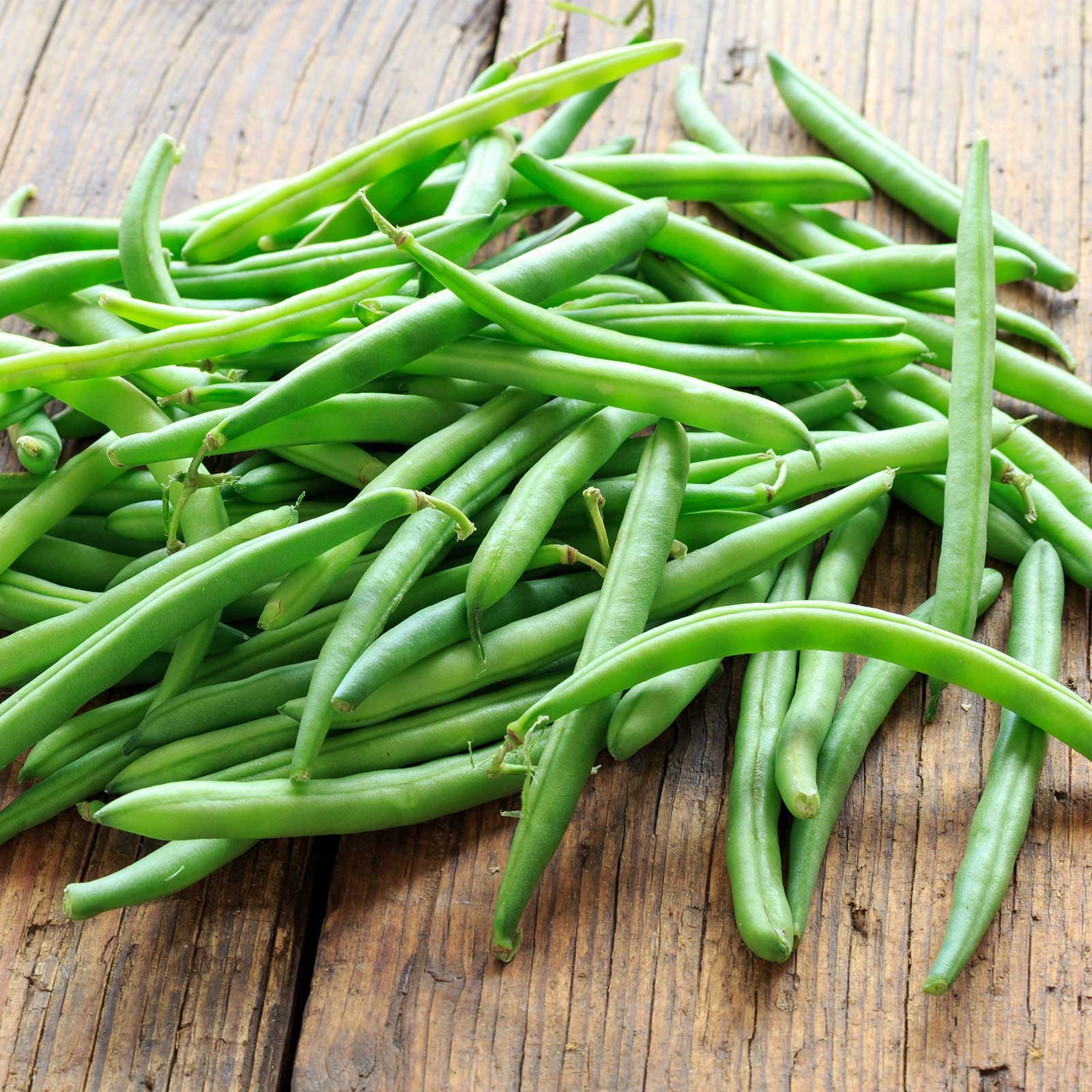Organic Bush Blue Lake 274 Bean - 1 LB ~1,200 Seeds - Organic, Non-GMO ...