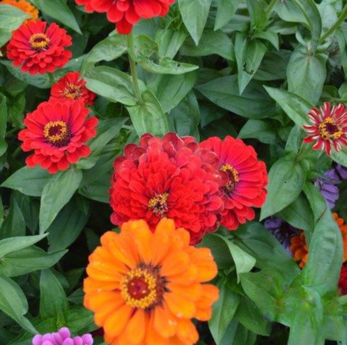 Organic California Giants Zinnia 2 Grams ~275 Seeds—Zinnia elegans ...