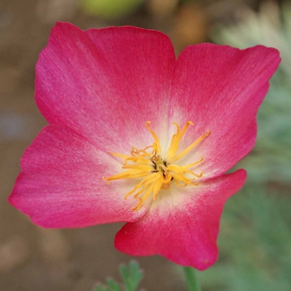 Red Poppy Seeds
