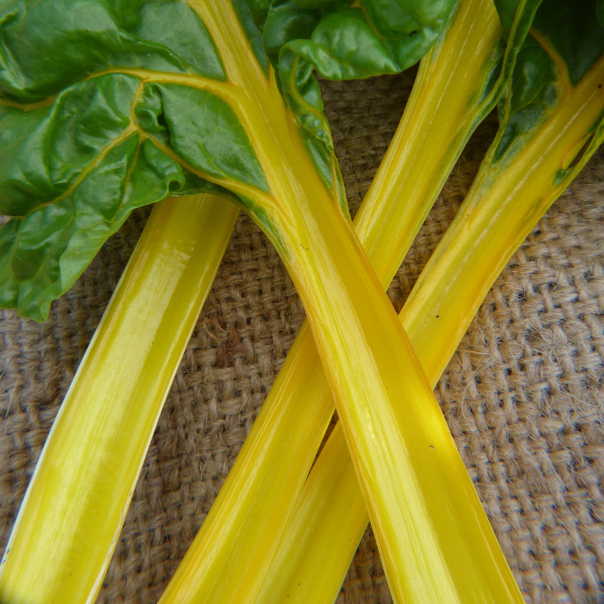 Organic Canary Yellow Swiss Chard - 1/4 LB Bulk ~6,160 Seeds - Organic ...