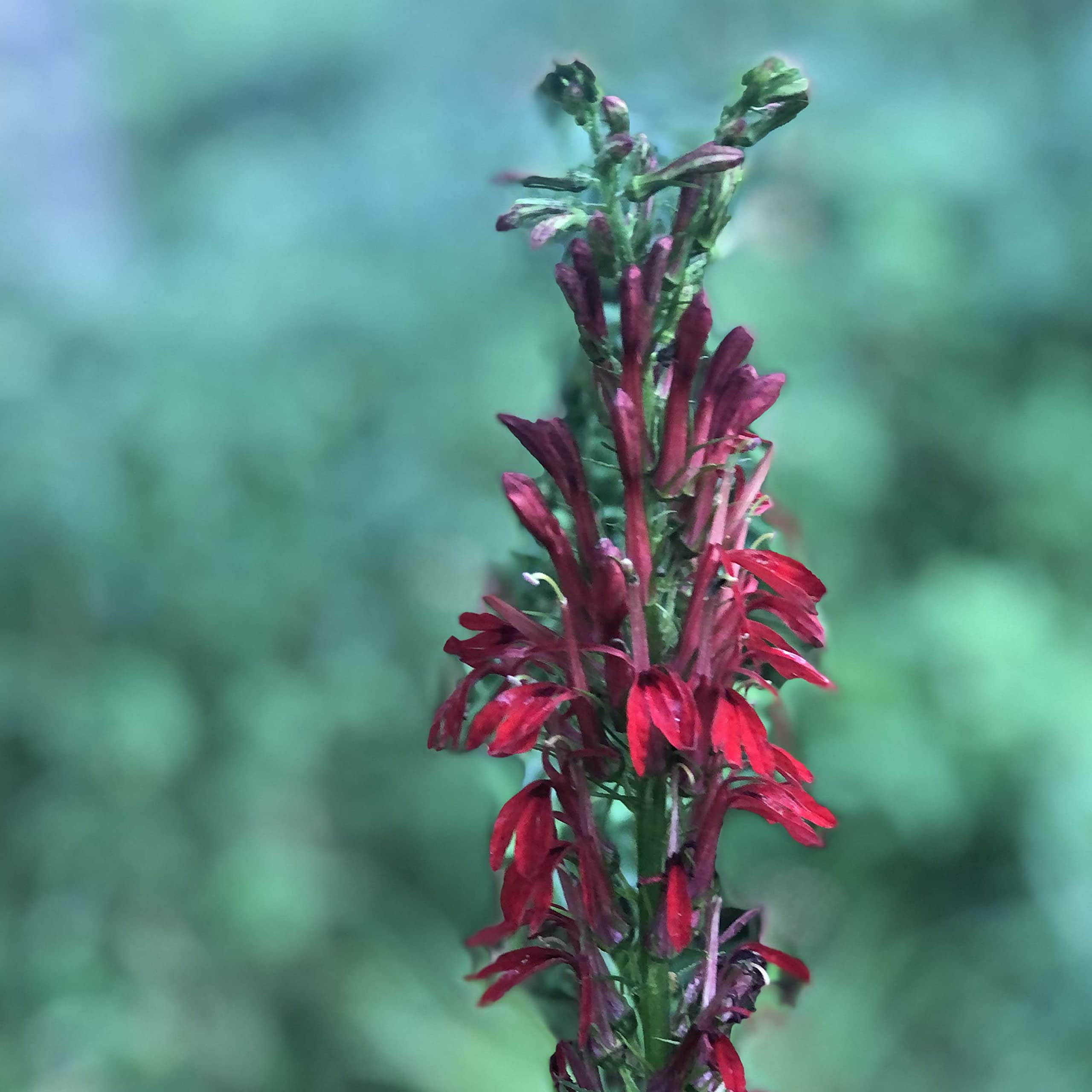 Organic Cardinal Flower FEV6 Seeds (Lobelia cardinalis) 1000 Seeds (0.1 ...