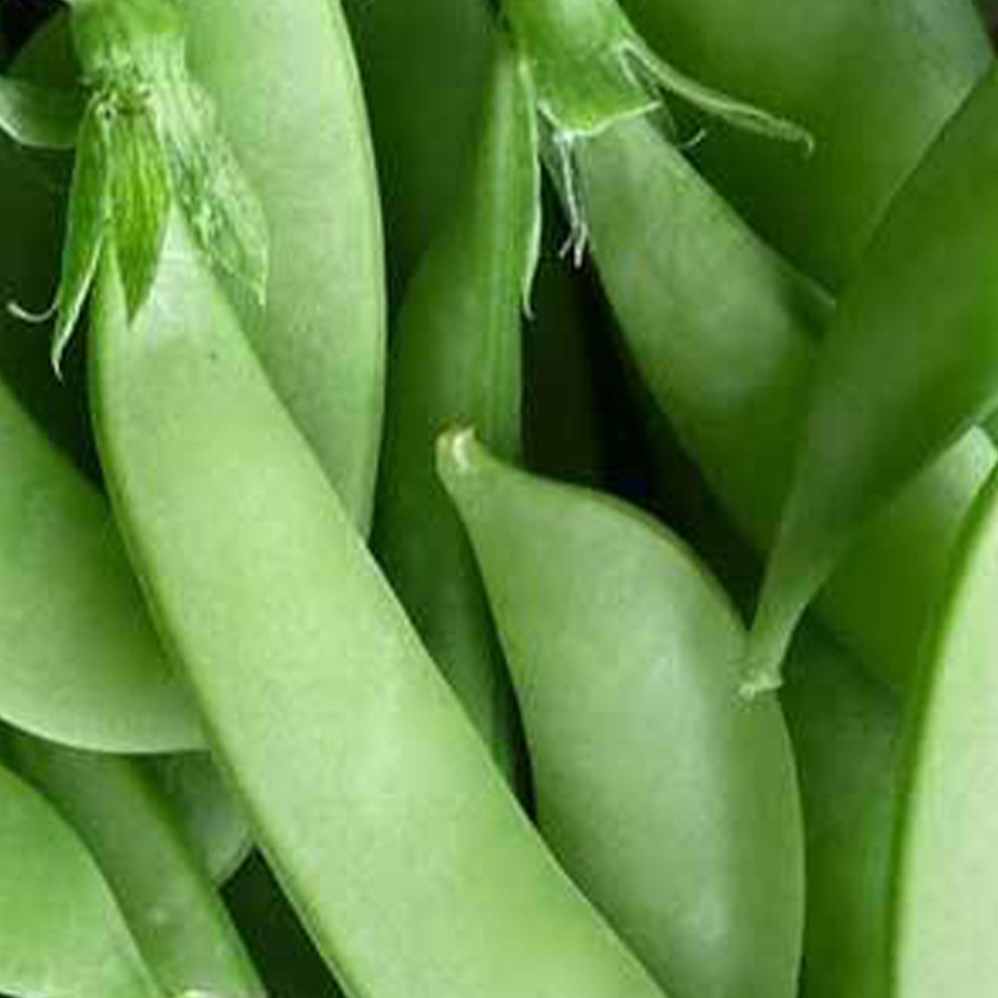 Organic Cascadia Peas - 1/4 LB ~500 Seeds - Organic, Non-GMO, Heirloom ...