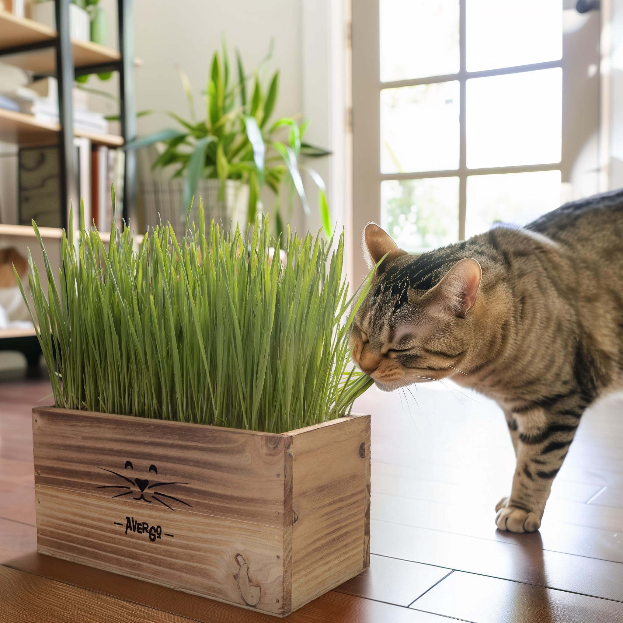 Organic Cat Grass for Indoor Cats - H2FSD4X Seed Packets | Pet Cat ...