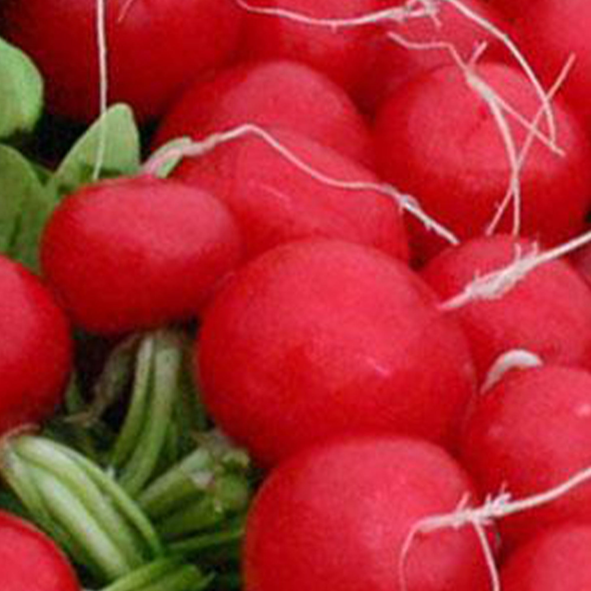 Organic Champion Radish Seed - 1/4 LB ~10,700 Seeds - Organic, Non-GMO ...