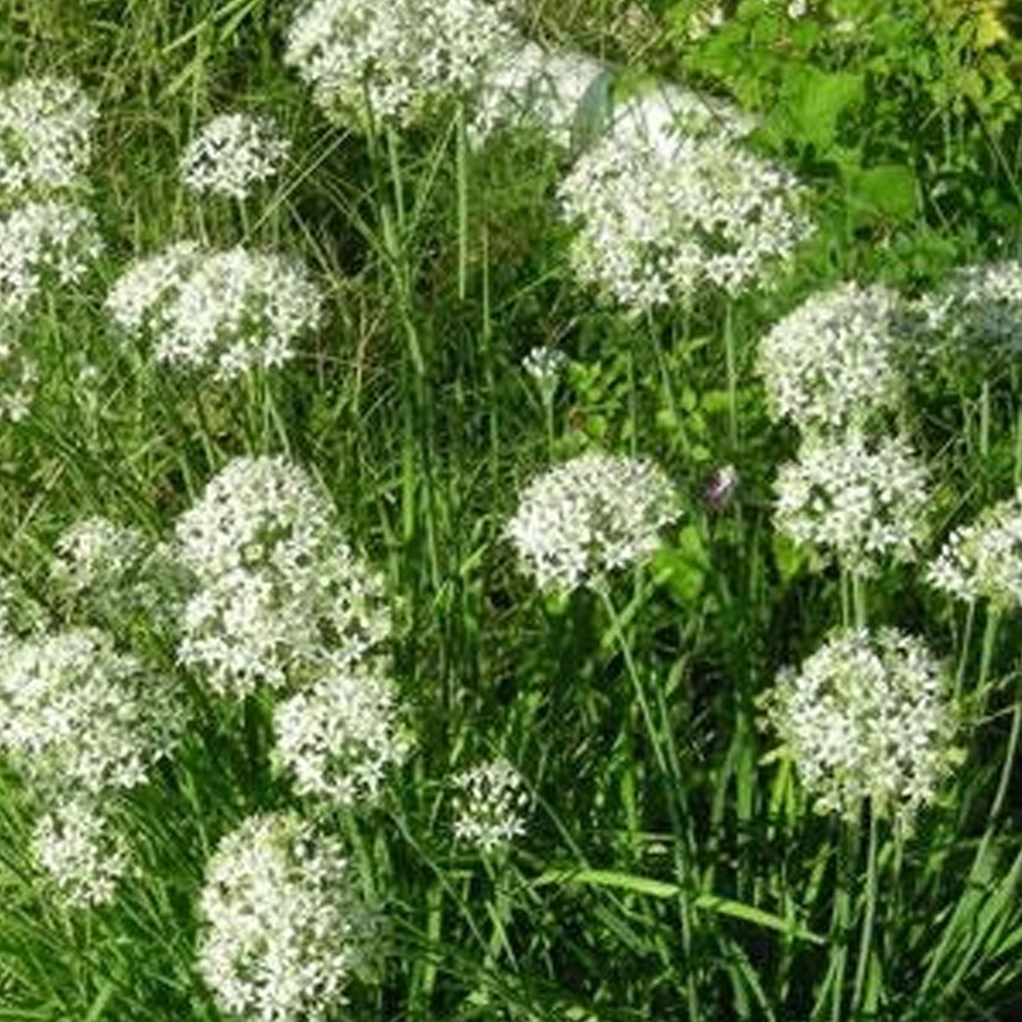 Organic Chives, Garlic Herb Seed - 1/4 LB Bulk ~28,000 Seeds - Non-GMO ...