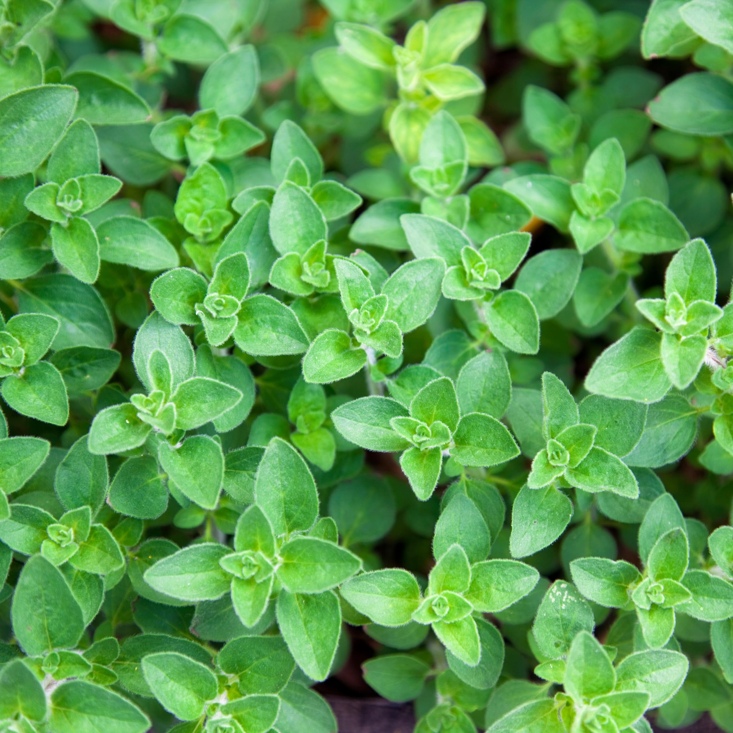 Organic Common Italian Oregano Seeds - USDA H2FSDOrganic, Non-GMO, Open ...