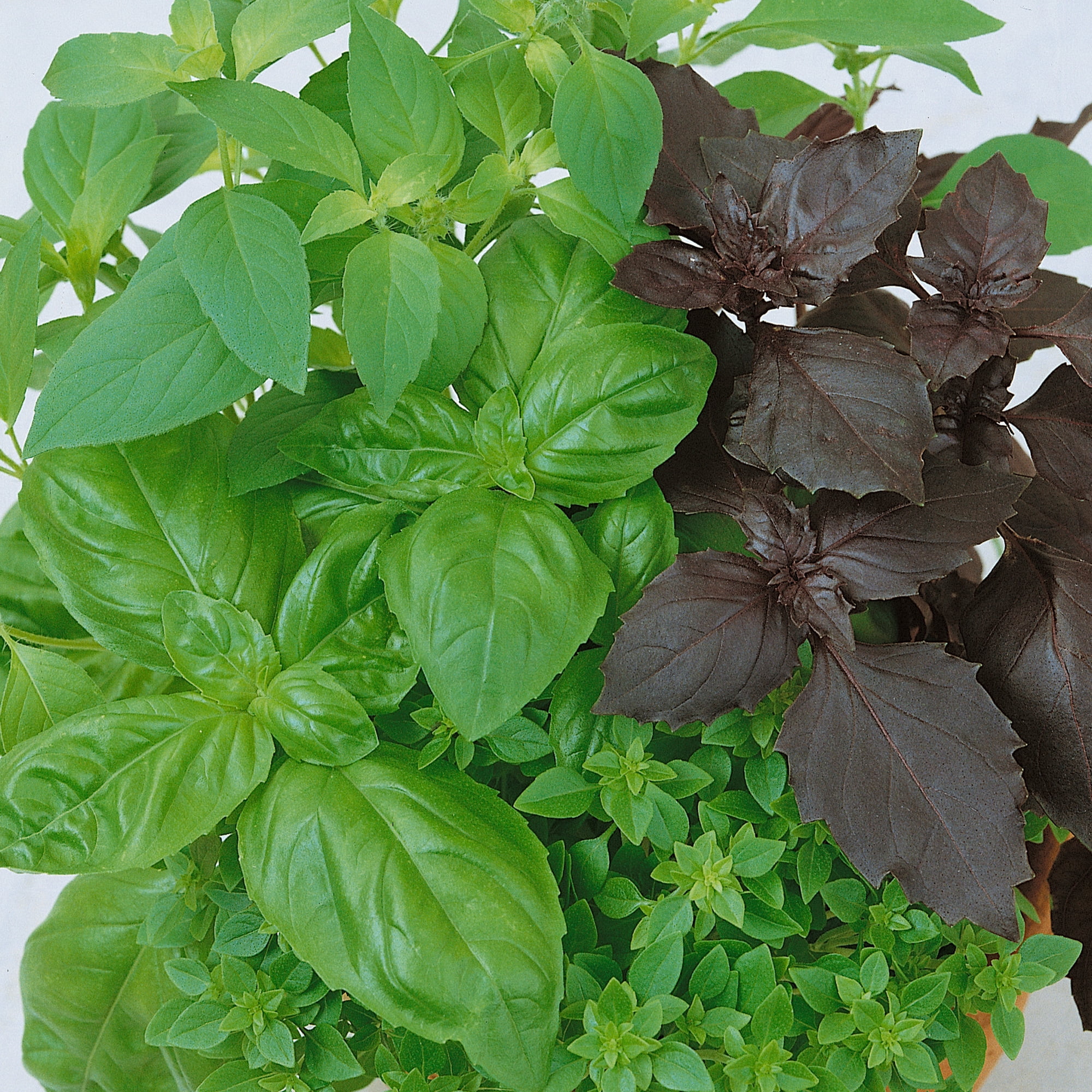 Organic Culinary Blend Basil 25 Lb ~7,600,000 Seeds – Genovese, Lemon ...