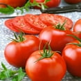 Organic Dakota Sport Tomato Seeds - 300 Mg Packet ~84 Seeds - Non-GMO ...