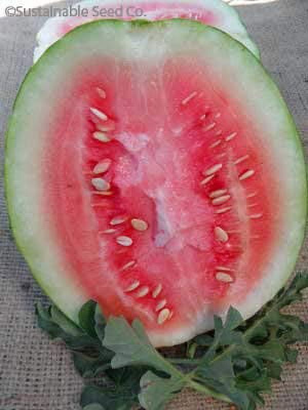 Organic Dixie Queen Watermelon Seed - 1 OZ Bulk ~375 Seeds - Organic ...