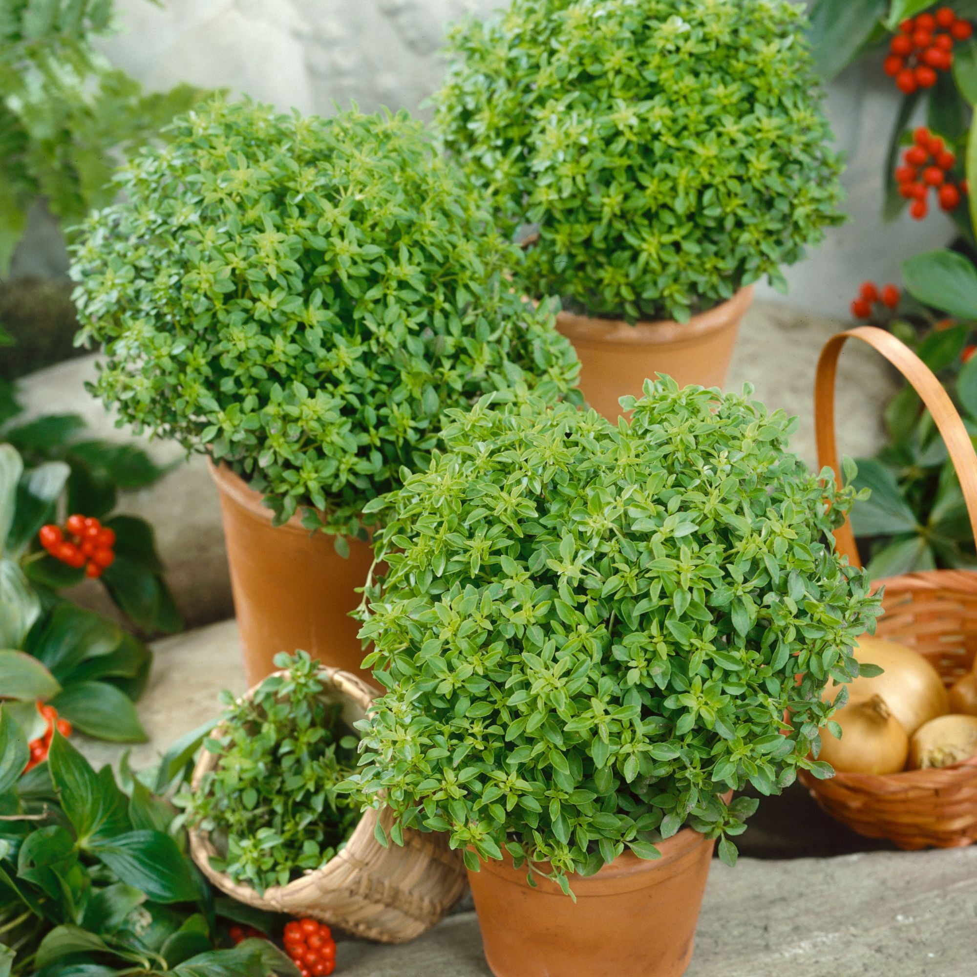 Organic Dwarf Greek Basil Seed 2 Gram ~1,270 Seeds – Non-GMO Heirloom ...