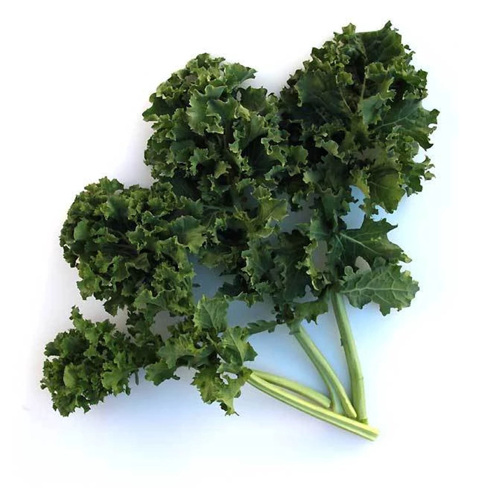 Organic Dwarf Siberian Kale Seeds - 1 LB ~128,000 Seeds - Organic, Non ...