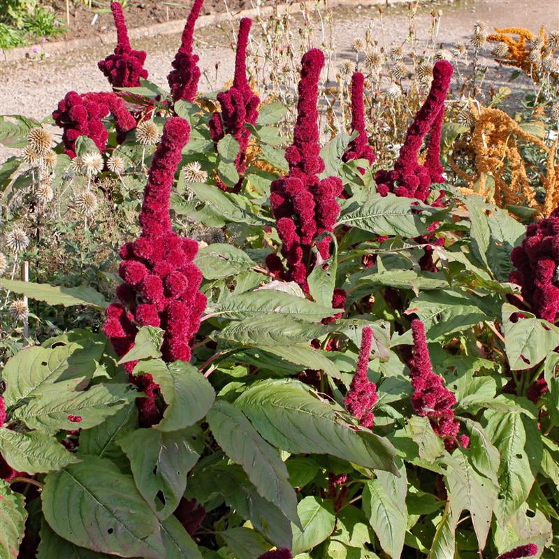 Organic Elephant Head Amaranth Seeds 0.25 Oz – Heirloom Amaranthus sp ...
