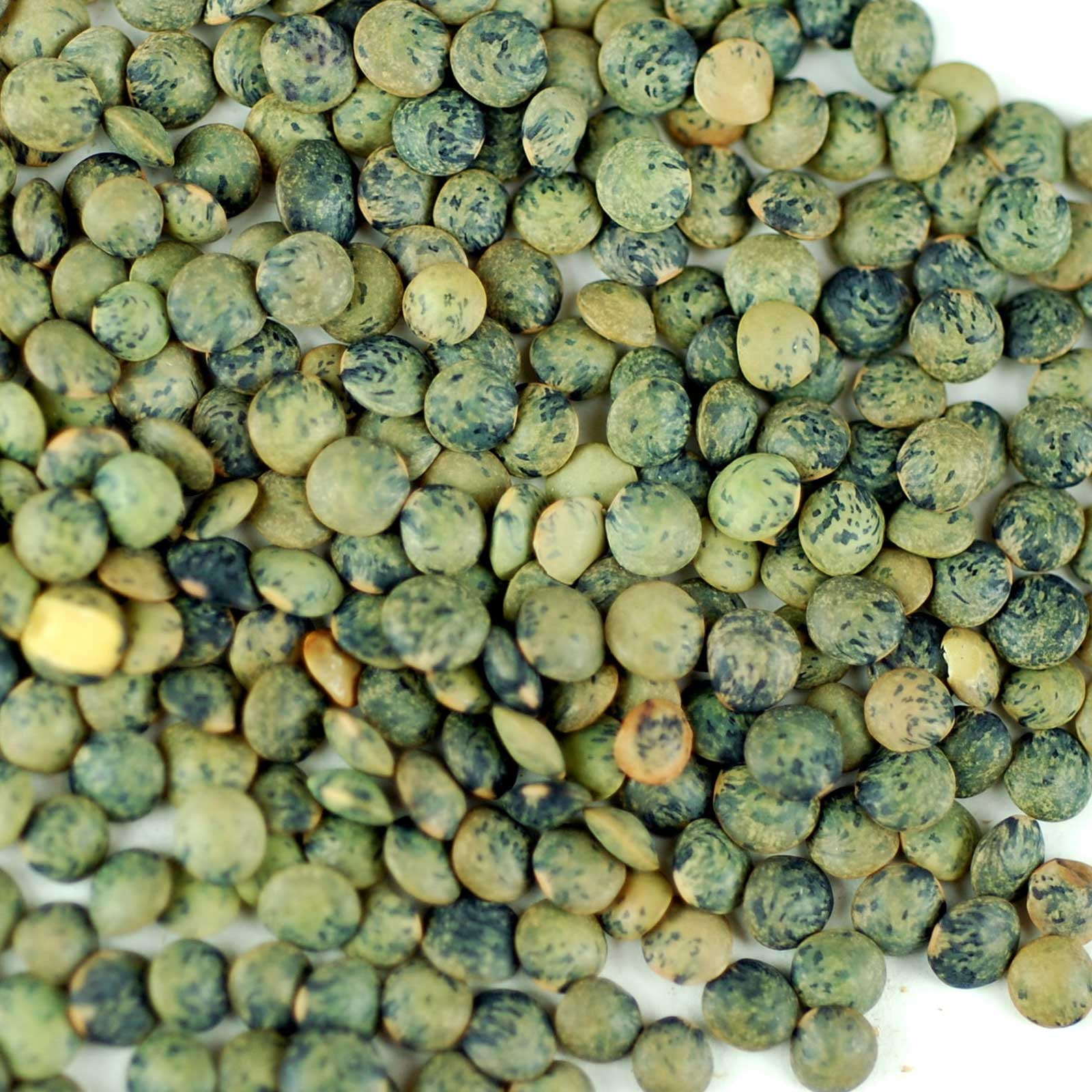 Organic French Lentil Sprouting Seeds - 25 Lbs Bulk - Non-GMO, Unhulled ...
