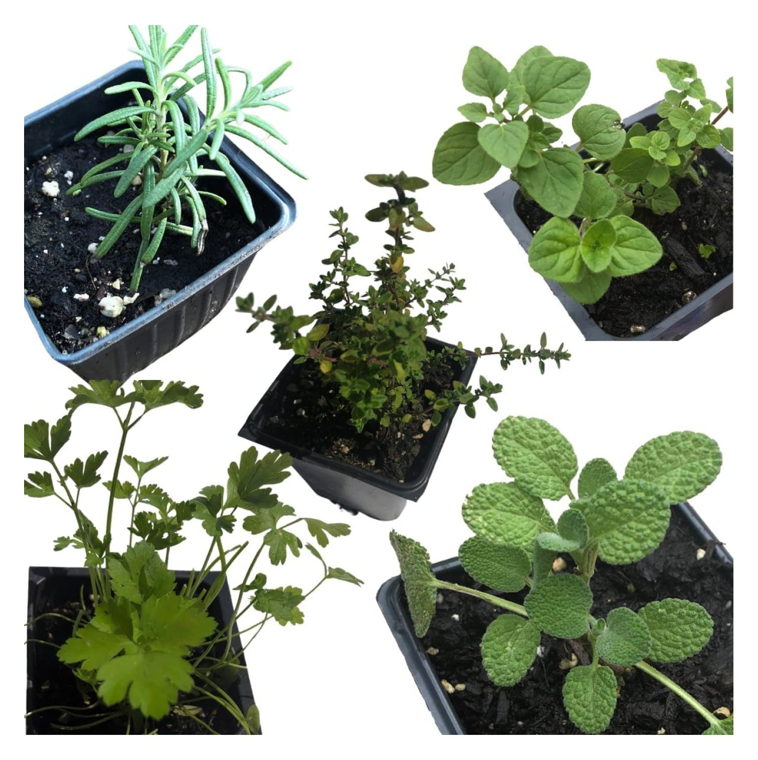 Organic Garden Starter Kit, 5 Live Culinary Plants in 2.5" Pots ...