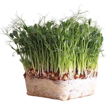 Mountain Valley Organic Speckled Pea Sprouting Seeds - 1 Lbs - Non-GMO ...
