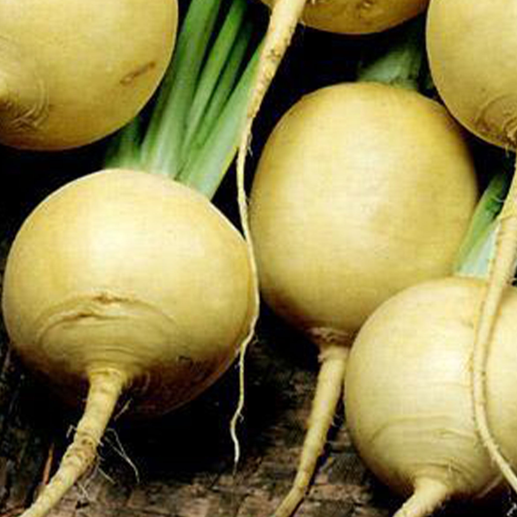 Organic Golden Globe Turnip Seeds - 1/4 LB ~37,500 Seeds - Organic ...
