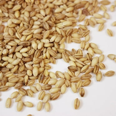 Common Grain Barley - 1 LB ~8,000 Seeds - Non-GMO, Open Pollinated ...