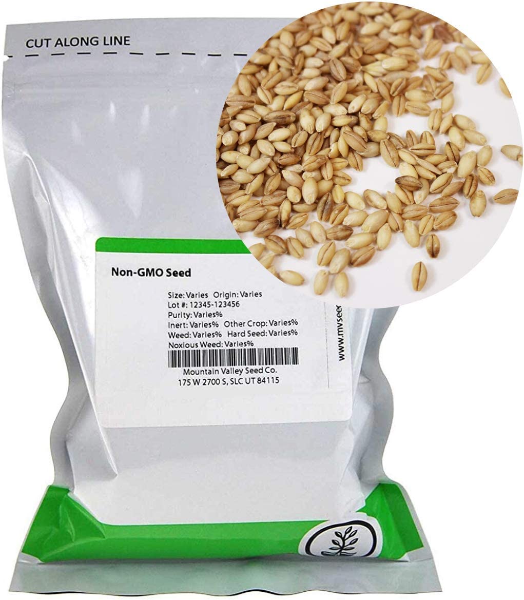 Organic Hulless Sprouting Barley - 5 Lb - Non-GMO Barley Seed - Husk ...