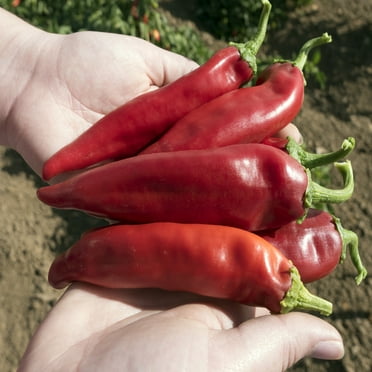 Organic Marconi Red Hot Pepper Seeds - 1 Oz ~5000 Seeds - Non-GMO ...