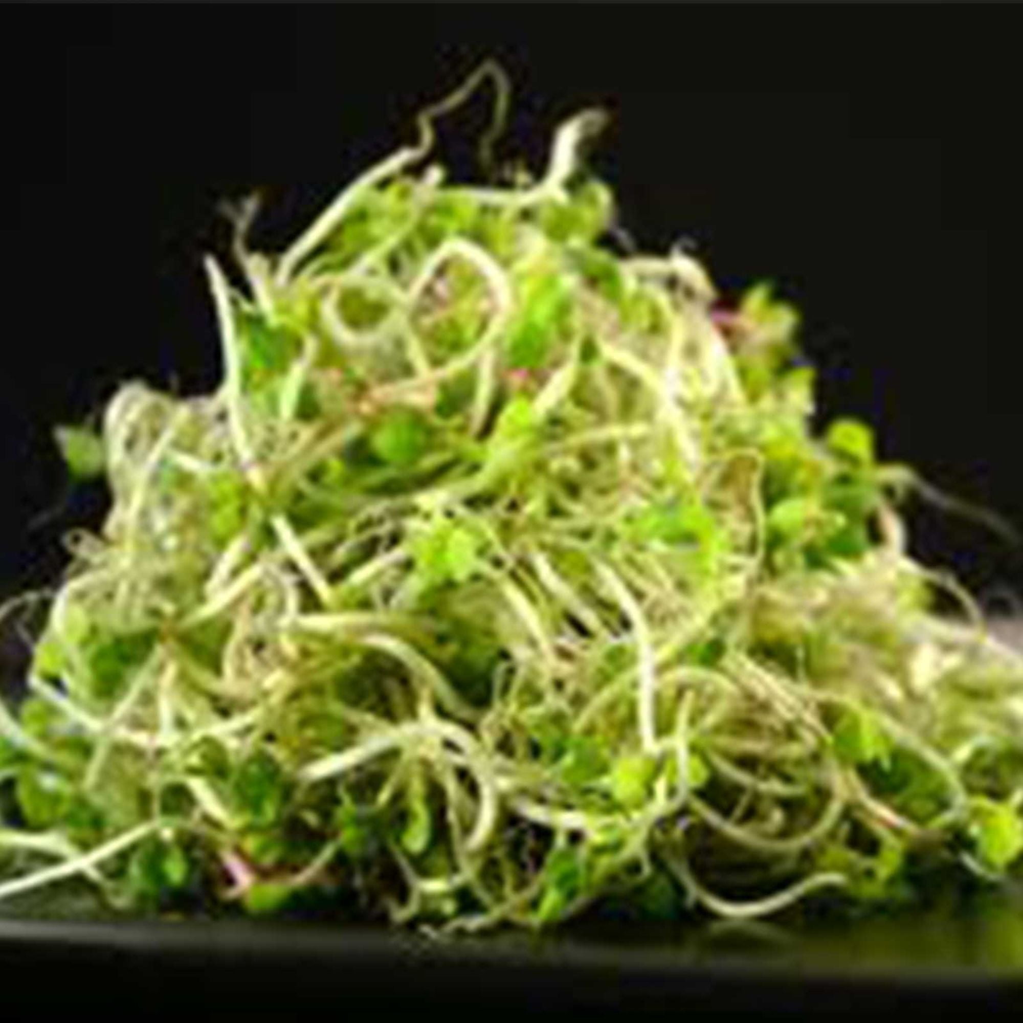 Organic Kick Mix Sprouting Seed 1 Lb ~100,000 Seeds – Non-GMO, Organic ...